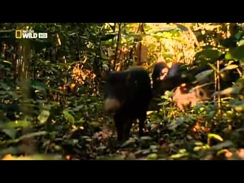 El ataque de los felinos | Documental Online