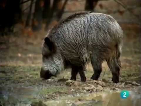 El jabalí (El Hombre y la Tierra) - Documentales Online