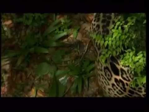 Jaguar - Documentales Online