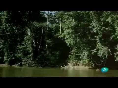 La selva virgen venezolana (El Hombre y la Tierra) - Documentales Online