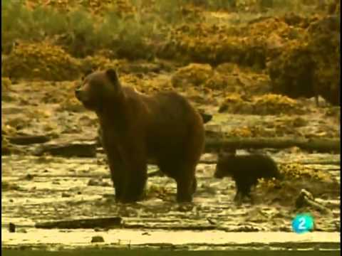 Los osos Grizzly (Sobreviviendo en la Naturaleza) - Documentales Online